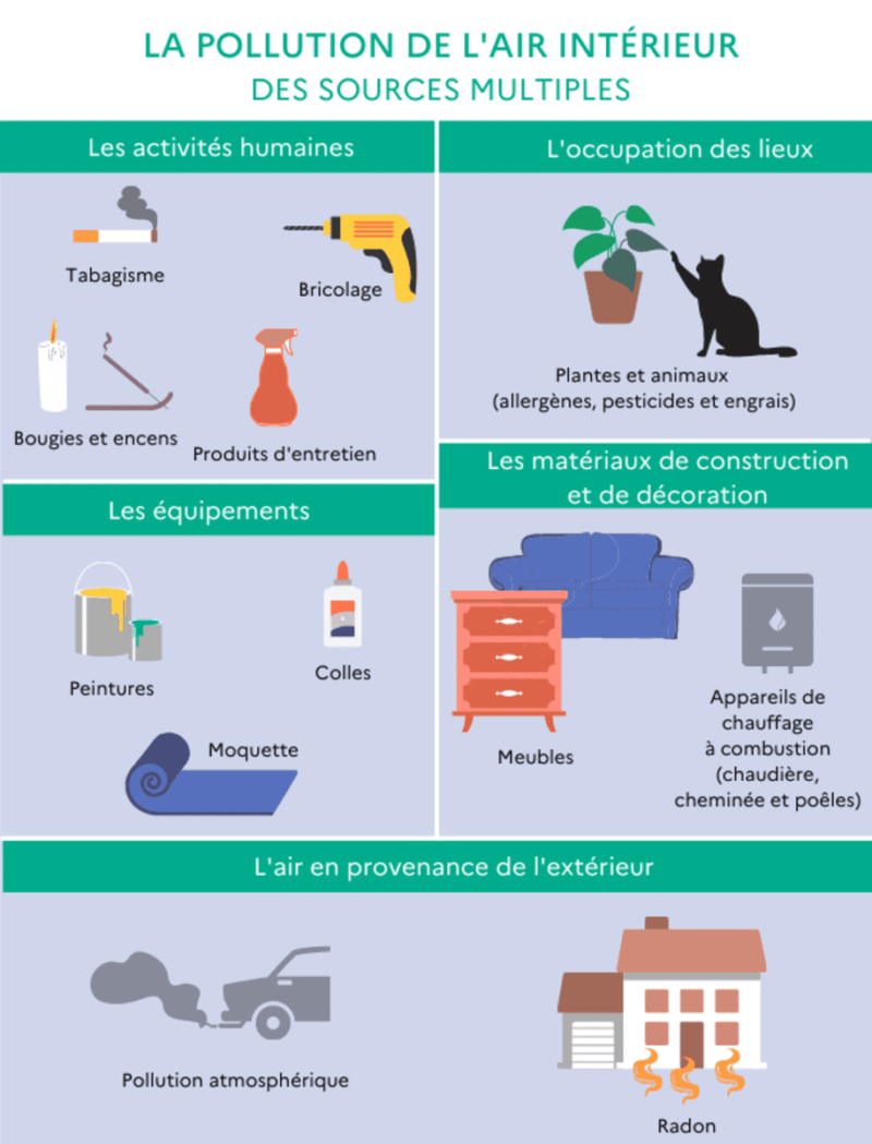 Les 10 Plantes d'intérieur Dépolluantes Incontournables