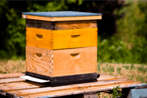 Les différents types de ruches d'abeille | Inès & Julie.