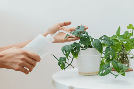 Monstera : entretien, arrosage et conseils pratiques | Inès & Julie.